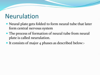 Neural Induction in human brain: principles and processes | PPTX