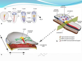 Neural Induction in human brain: principles and processes | PPTX