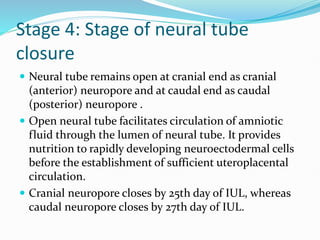 Neural Induction in human brain: principles and processes | PPTX