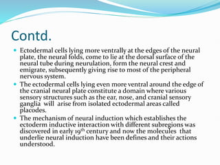 Neural Induction in human brain: principles and processes | PPTX