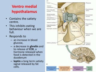 Eating: Neural mechanisms of eating A2 | PPT