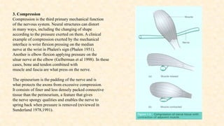 Neural Mobilisation techniques- Butler and Shacklock | PPTX
