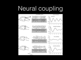 Neural networks in the brain | PDF