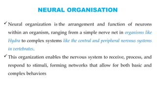 Neural organization & Functions of Brain - Riju.pptx