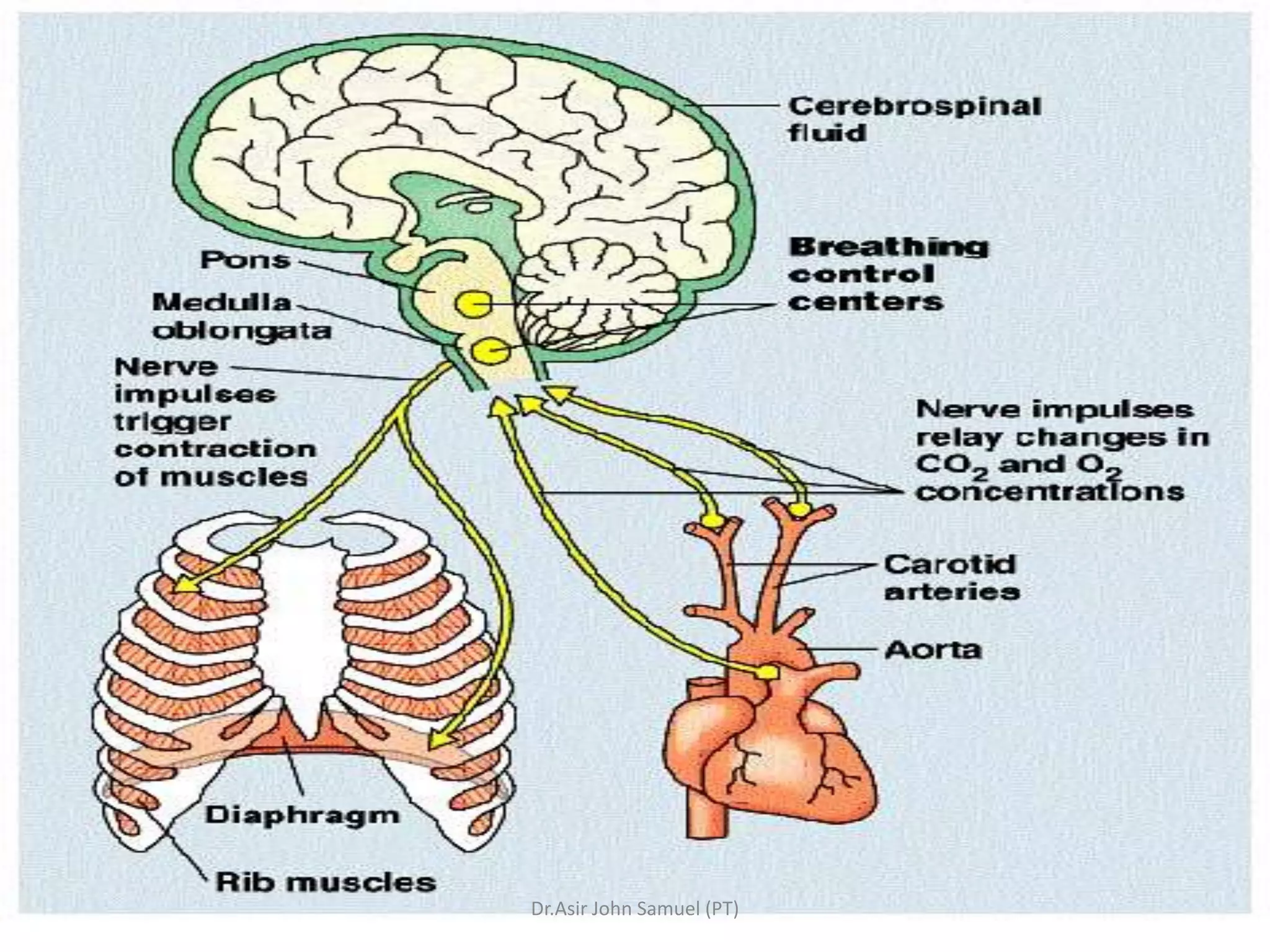 Neural regulation | PDF | Lung and Respiratory Health | Diseases and ...
