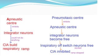 Neural regulation | PDF