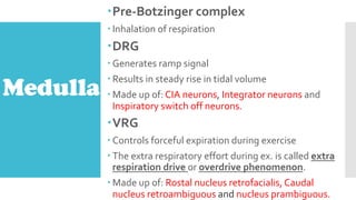 Neural regulation | PDF