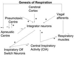 Neural regulation of resp by Dr. Mrs Sunita M. Tiwale Professor Dept of ...