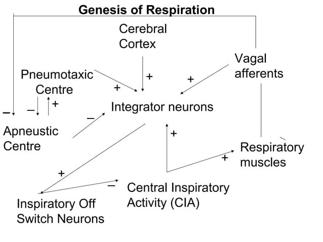 Neural regulation of resp by Dr. Mrs Sunita M. Tiwale Professor Dept of ...