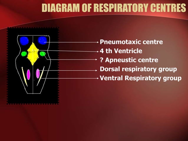 NEURAL REGULATION OF RESPIRATION.ppt | Lung and Respiratory Health ...