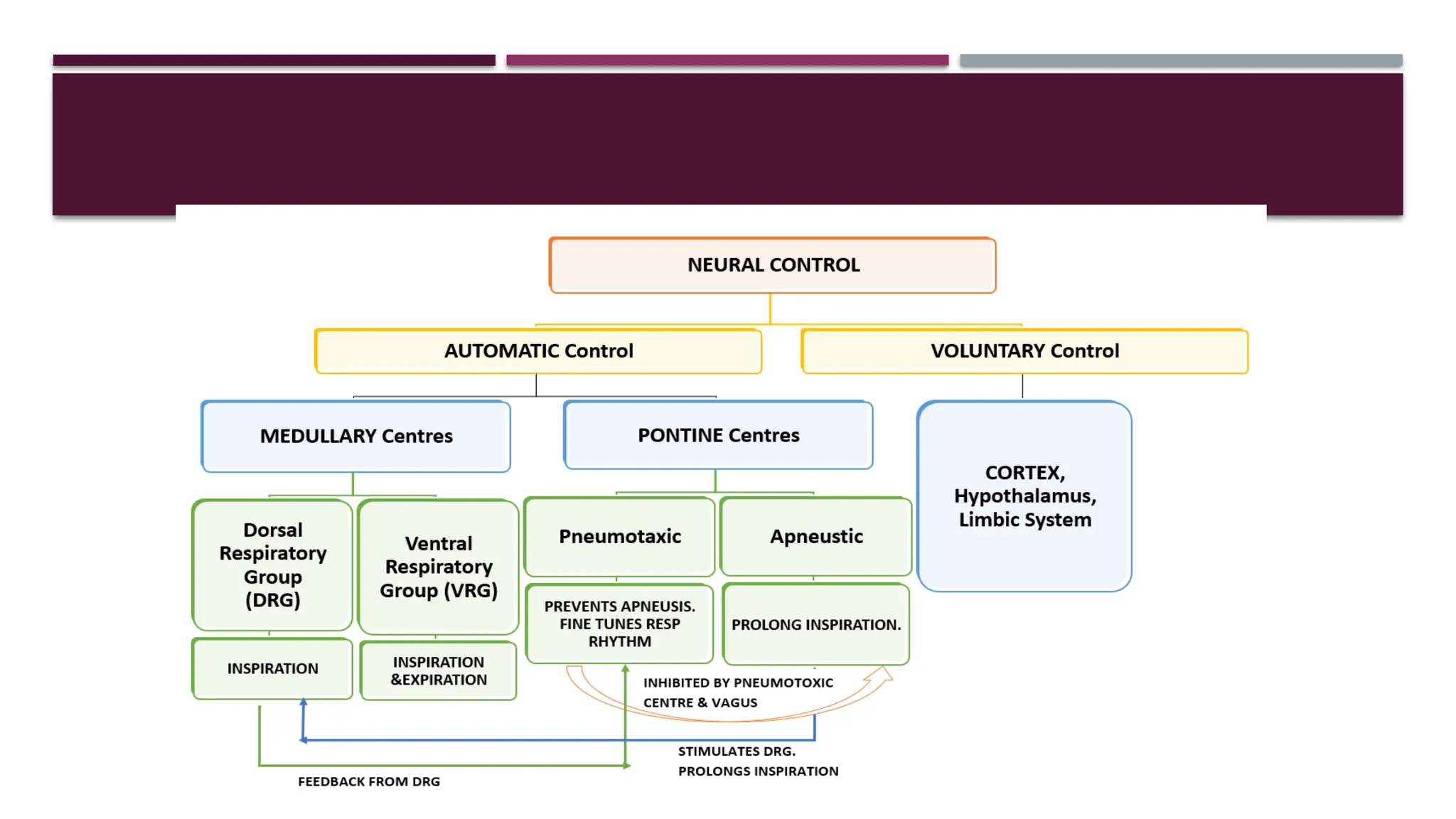 Neural regulation of respiration.pptx by shibra razi | PPTX