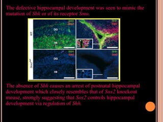 NEURAL STEM CELLS AND NEUROGENESIS | PPTX