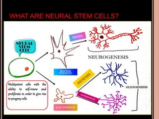 NEURAL STEM CELLS AND NEUROGENESIS | PPTX