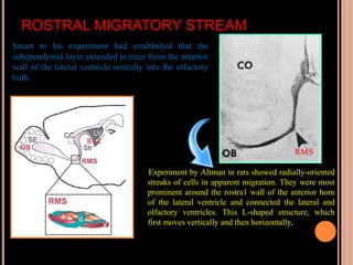 NEURAL STEM CELLS AND NEUROGENESIS | PPTX