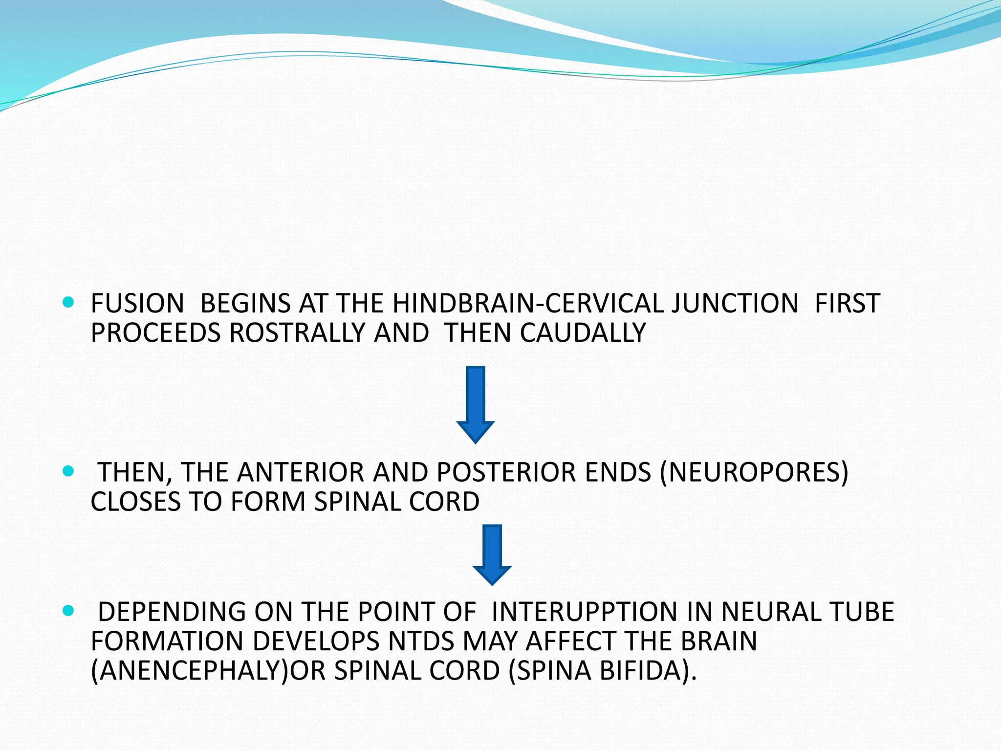 Neural tube defect presentation | PPTX