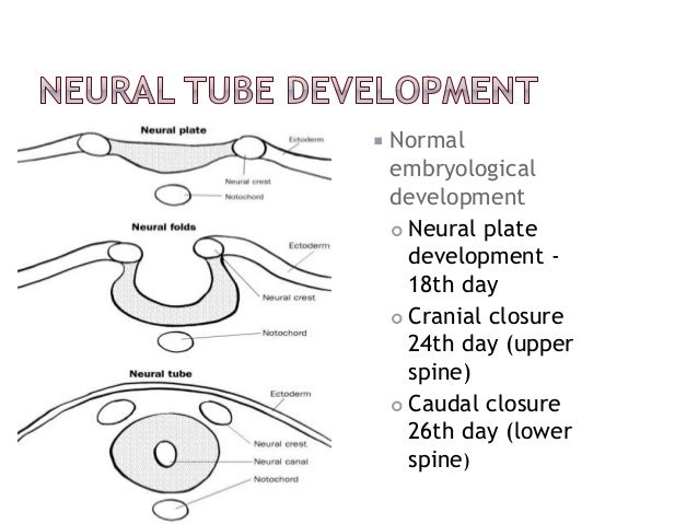 Neural tube defects