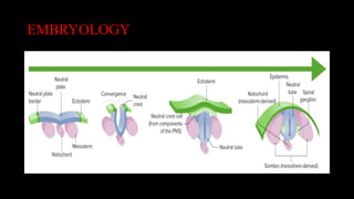 NEURAL TUBE DEFECTs.pptx