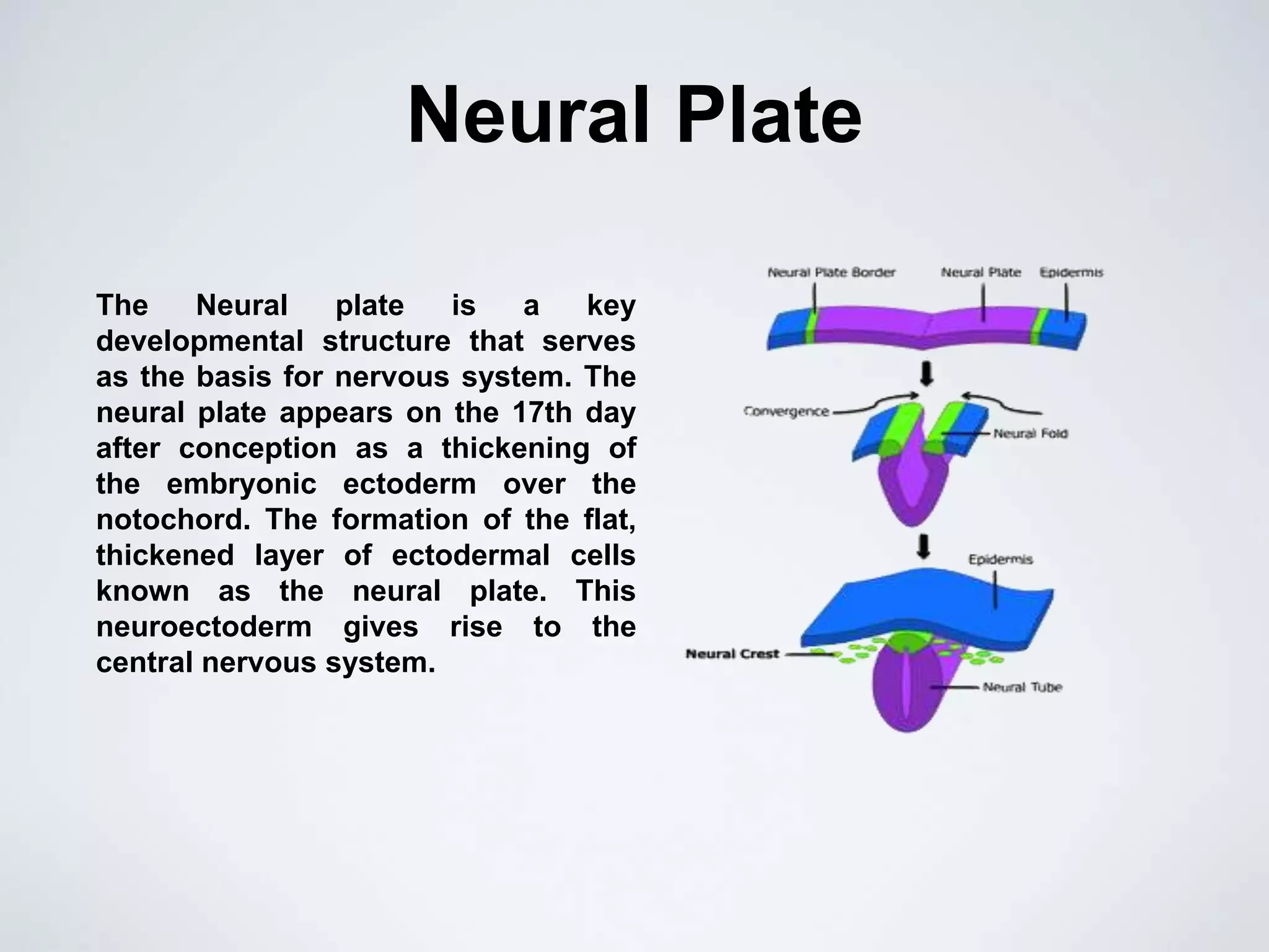 Neural tube defects: Importance of Folic Acid and Vitamin B12 intake | PPSX