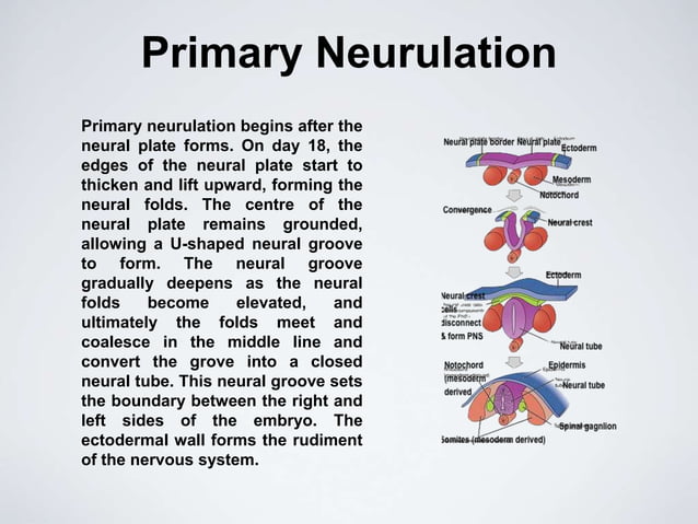 Neural tube defects: Importance of Folic Acid and Vitamin B12 intake ...