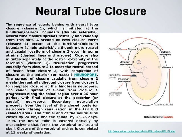 Neural tube defects: Importance of Folic Acid and Vitamin B12 intake ...