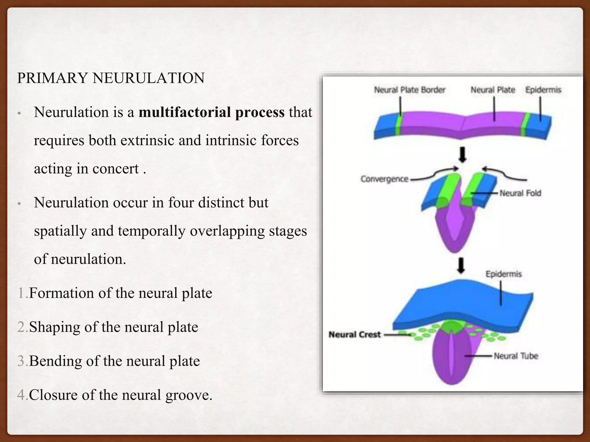 NEURAL TUBE UNER WORK.pptx