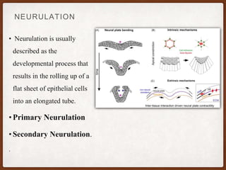 NEURAL TUBE UNER WORK.pptx