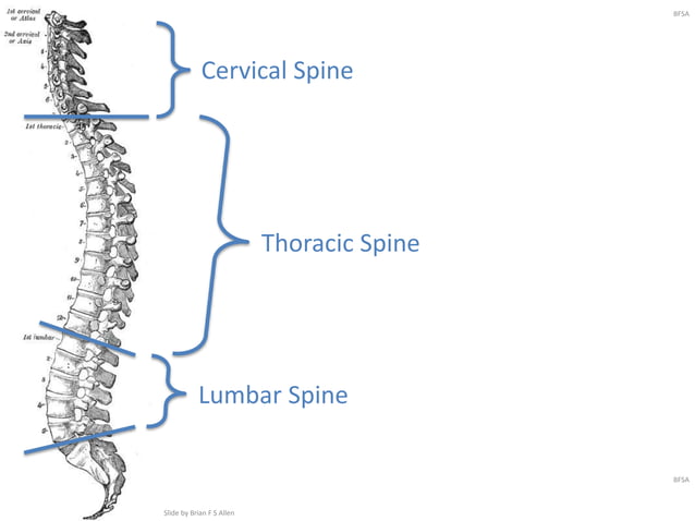 Neuraxial and Truncal Regional Anesthesia | PPTX