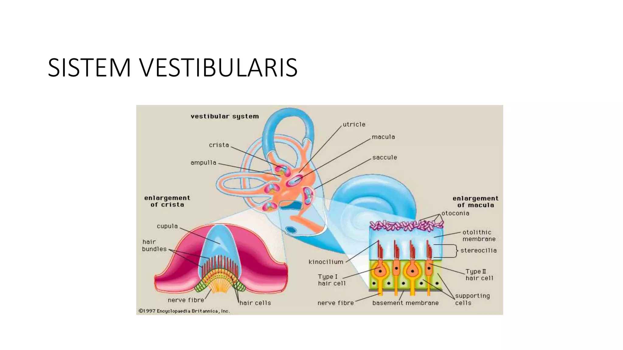 Neuritis vestibular | PPTX