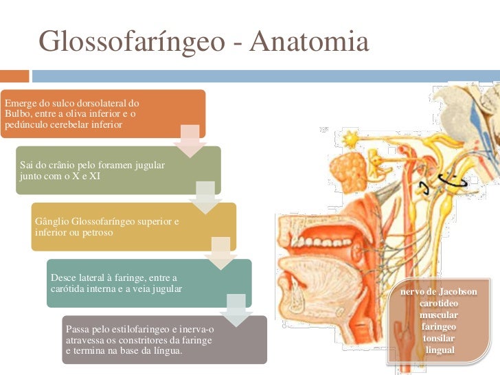 Via Do Nervo Glossofaringeo