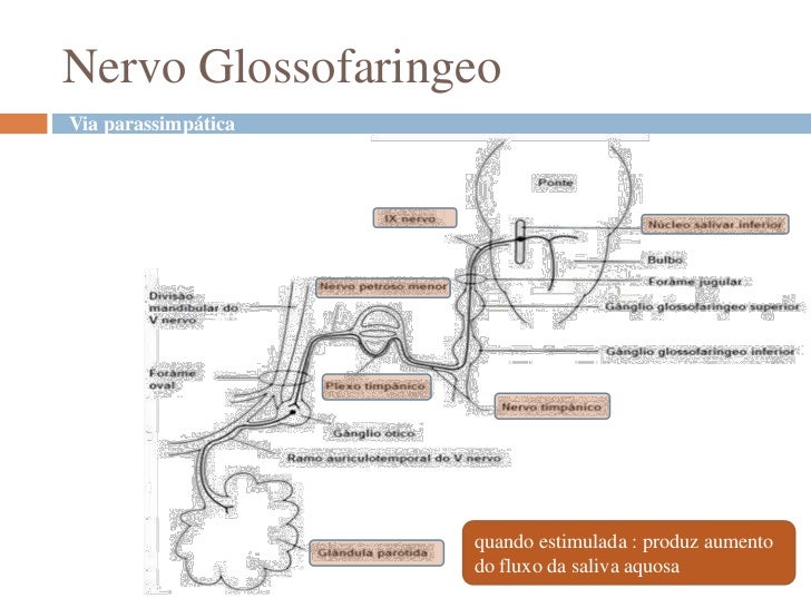 Via Do Nervo Glossofaringeo
