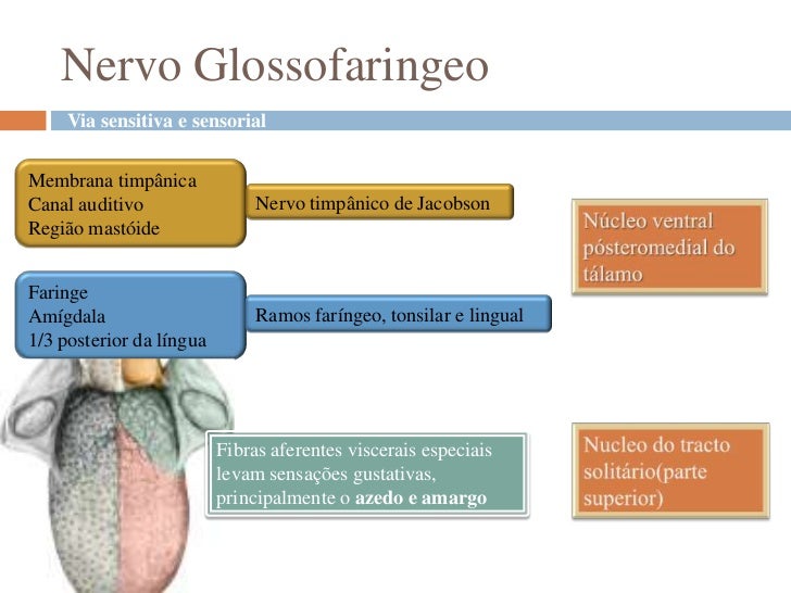 Via Do Nervo Glossofaringeo