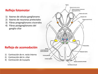 Comisura posterior, Aferentes del complejo nuclear del tercer par ...