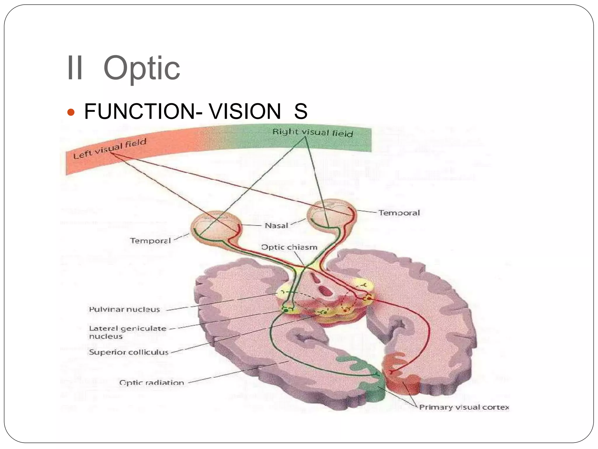 Neuro. system | PPTX