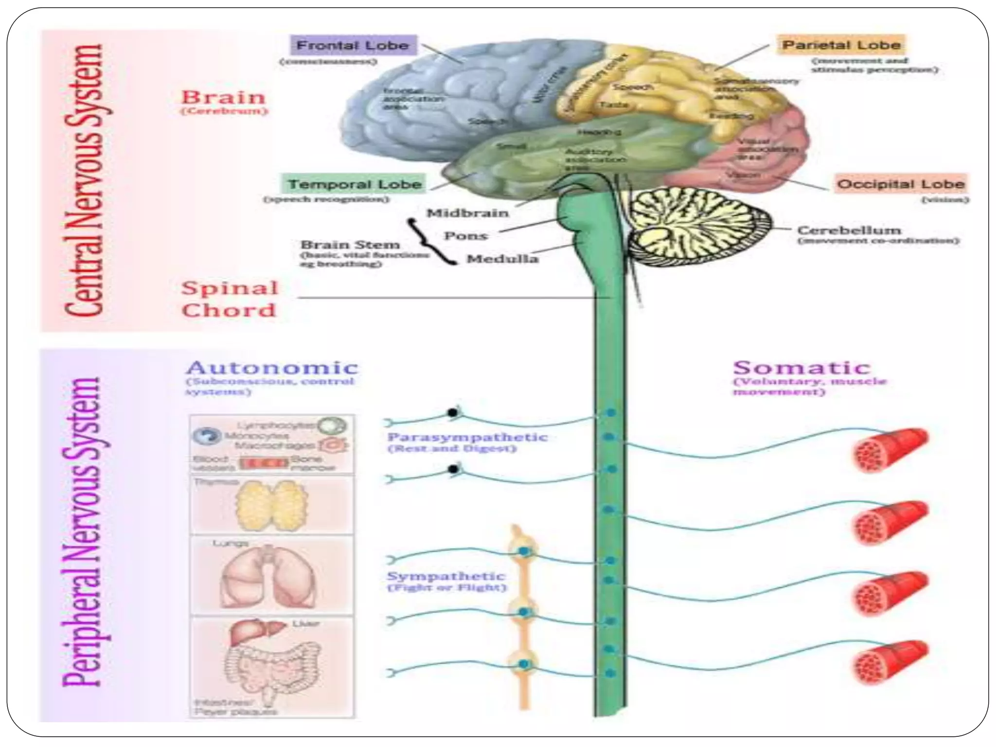 Neuro. system | PPT
