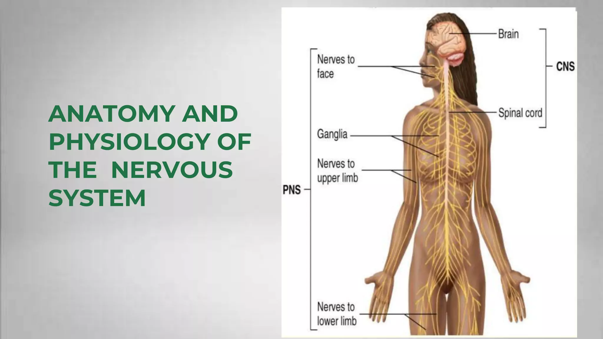 NEURO-ANAPHY-ASSESSMENT-REFLEXES - Repaired.pptx