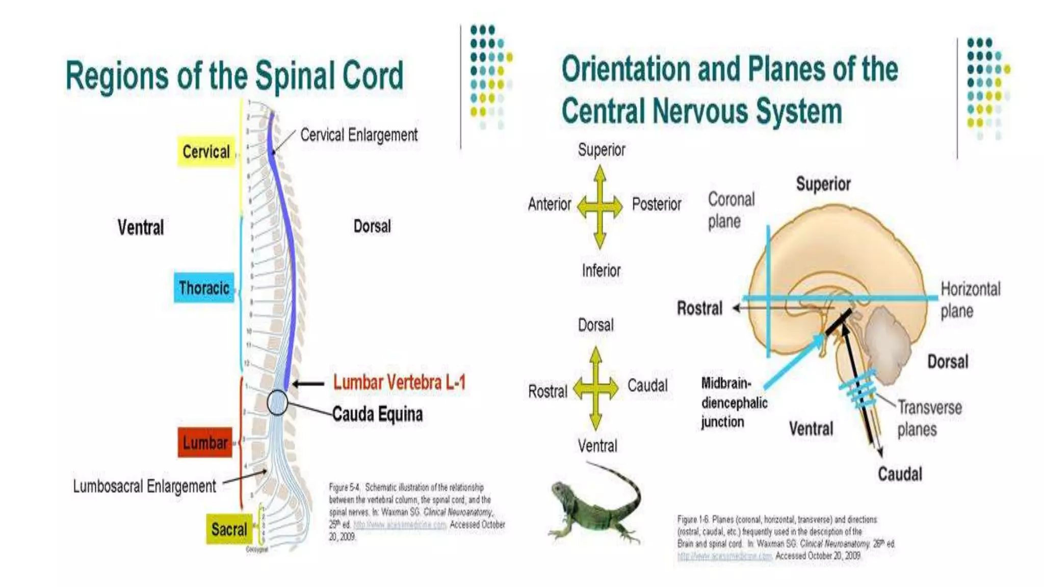 Neuro anatomy | PPTX