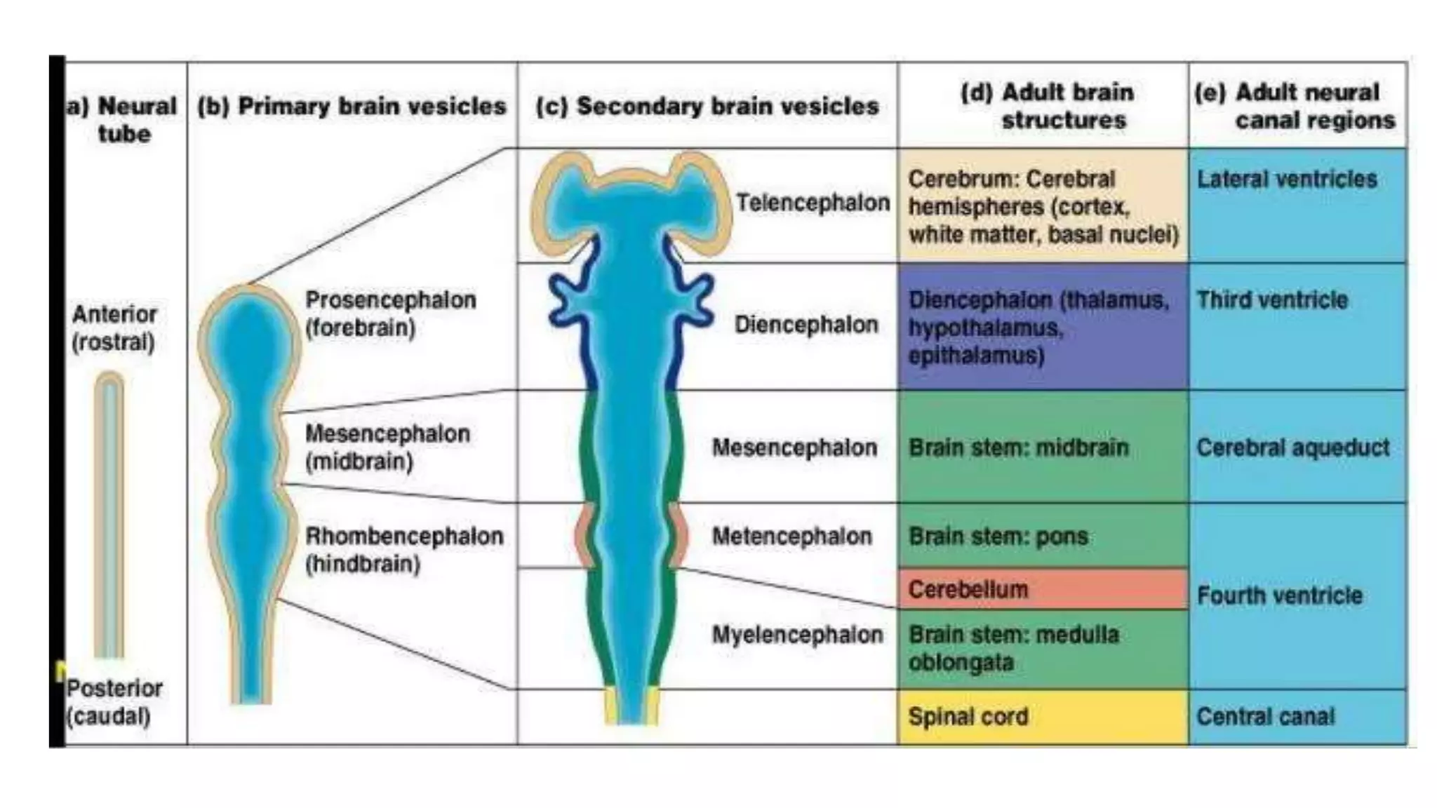 Neuro anatomy | PPTX