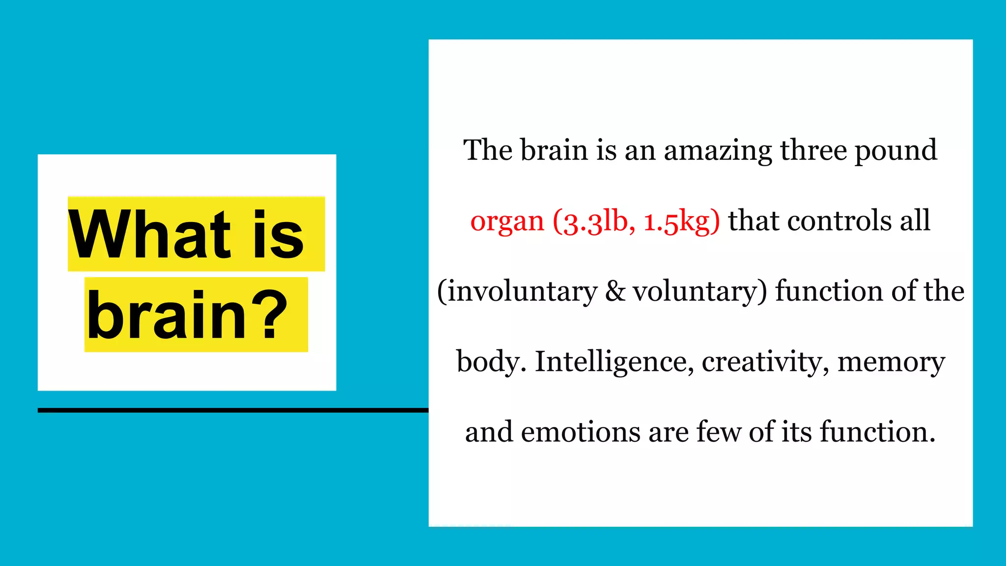 Neuro anatomy | PPTX