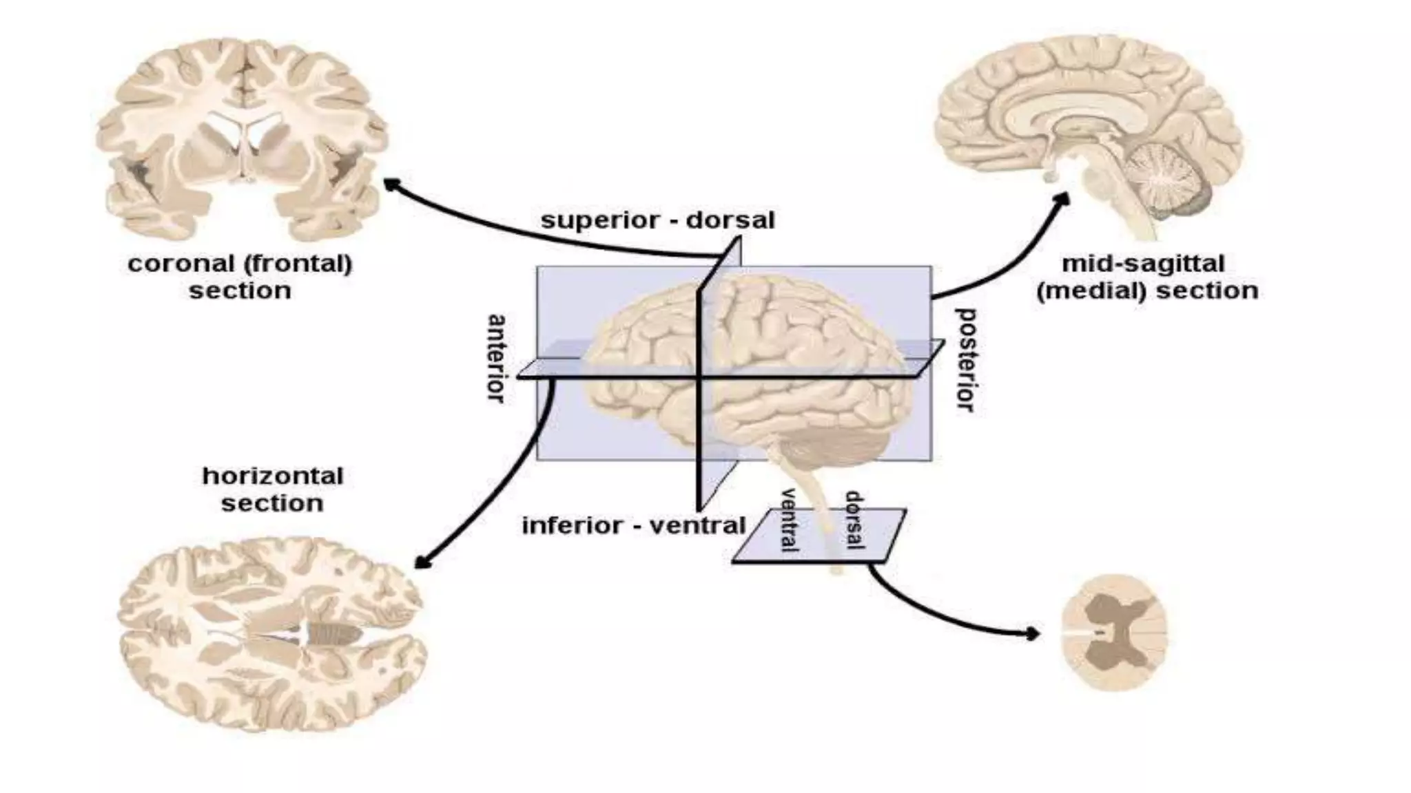 Neuro anatomy | PPTX