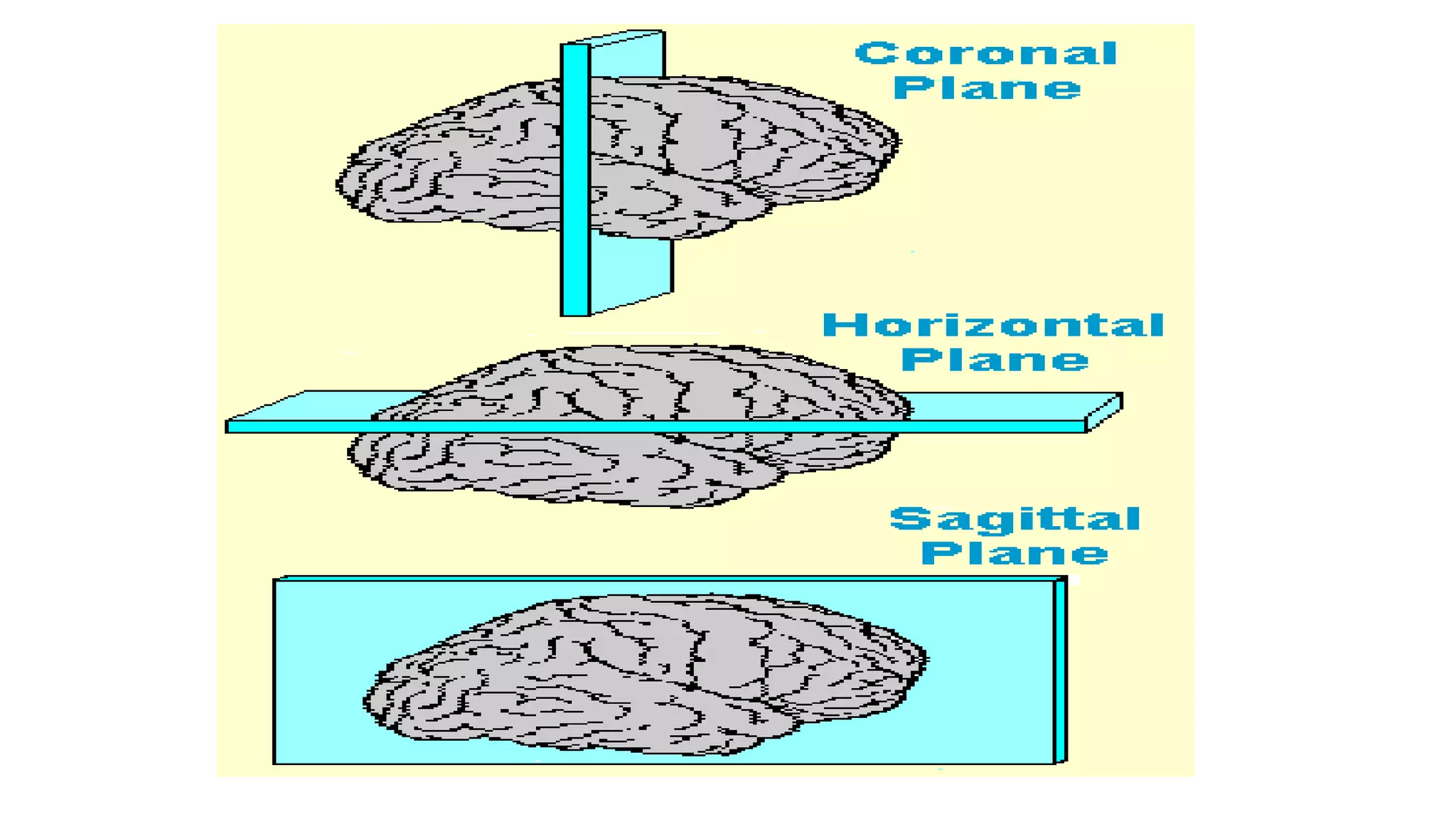 Neuro anatomy | PPTX