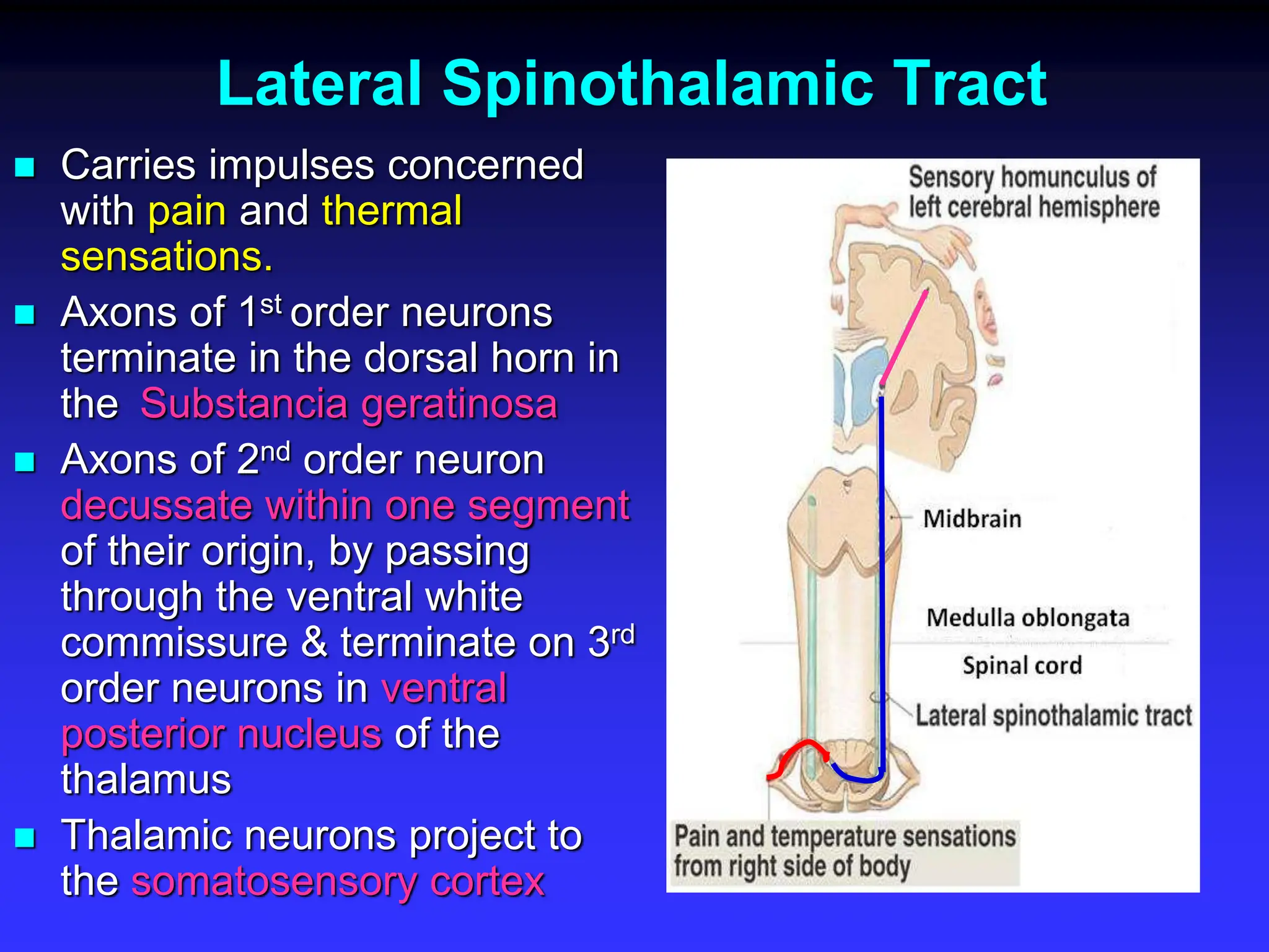NEURO-ANATOMY ASCENDING AND DESCENDING TRACTS (1).ppt