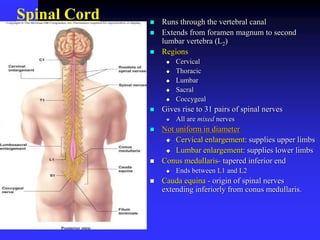 NEURO-ANATOMY ASCENDING AND DESCENDING TRACTS (1).ppt