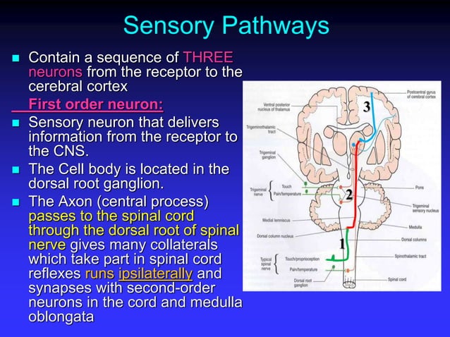 NEURO-ANATOMY ASCENDING AND DESCENDING TRACTS (1).ppt