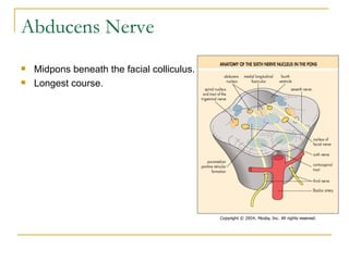 Neuro-anatomy For the Ophthalmologist | PPT