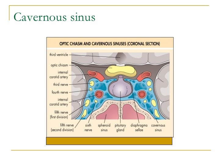 Neuro-anatomy For the Ophthalmologist