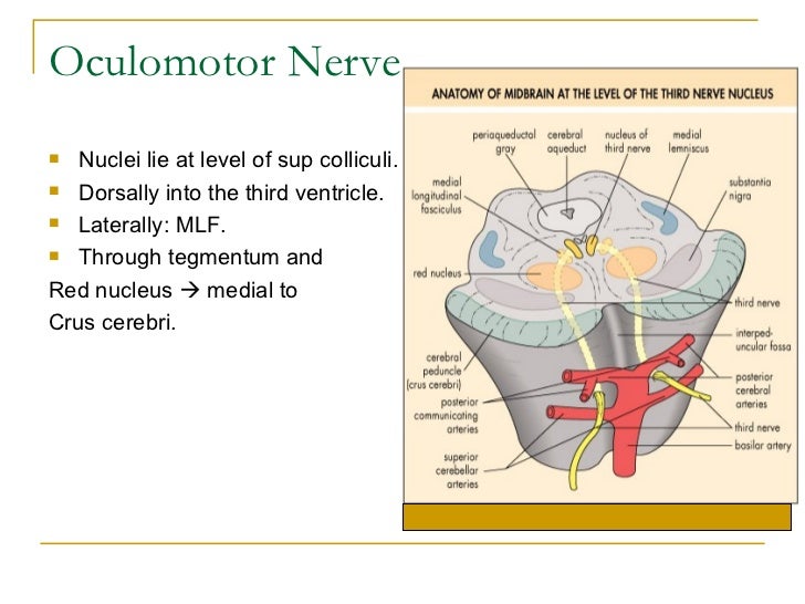 3rd Nerve Nucleus