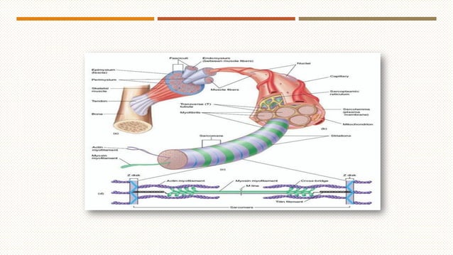 Neuro-muscular disorders.pdf