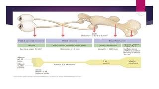 Neuro opthalmology | PPTX