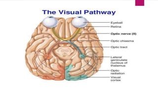 Neuro opthalmology | PPTX