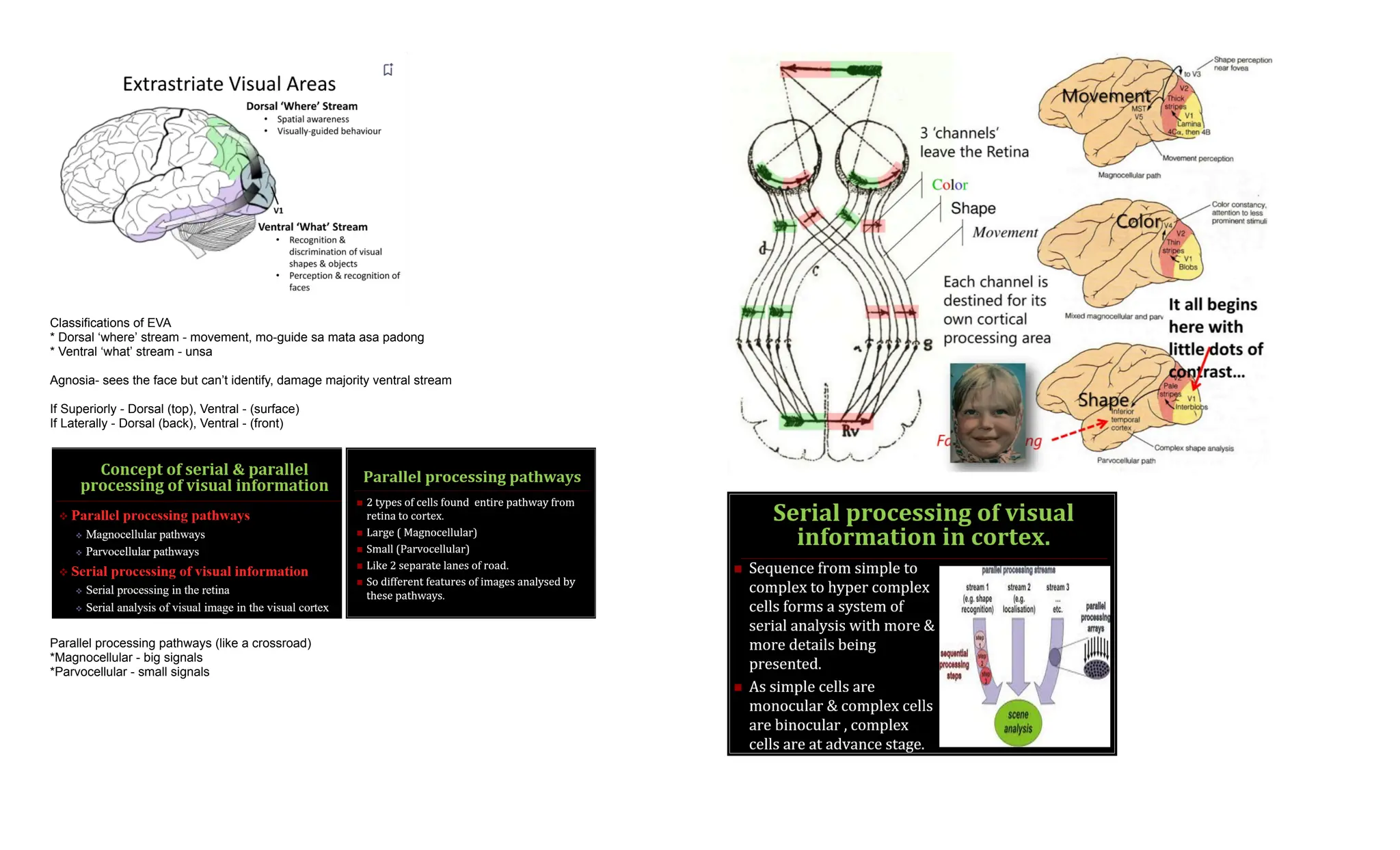 NEURO-OPTOMETRY optooptooptotoptotototkgjfjt | PDF